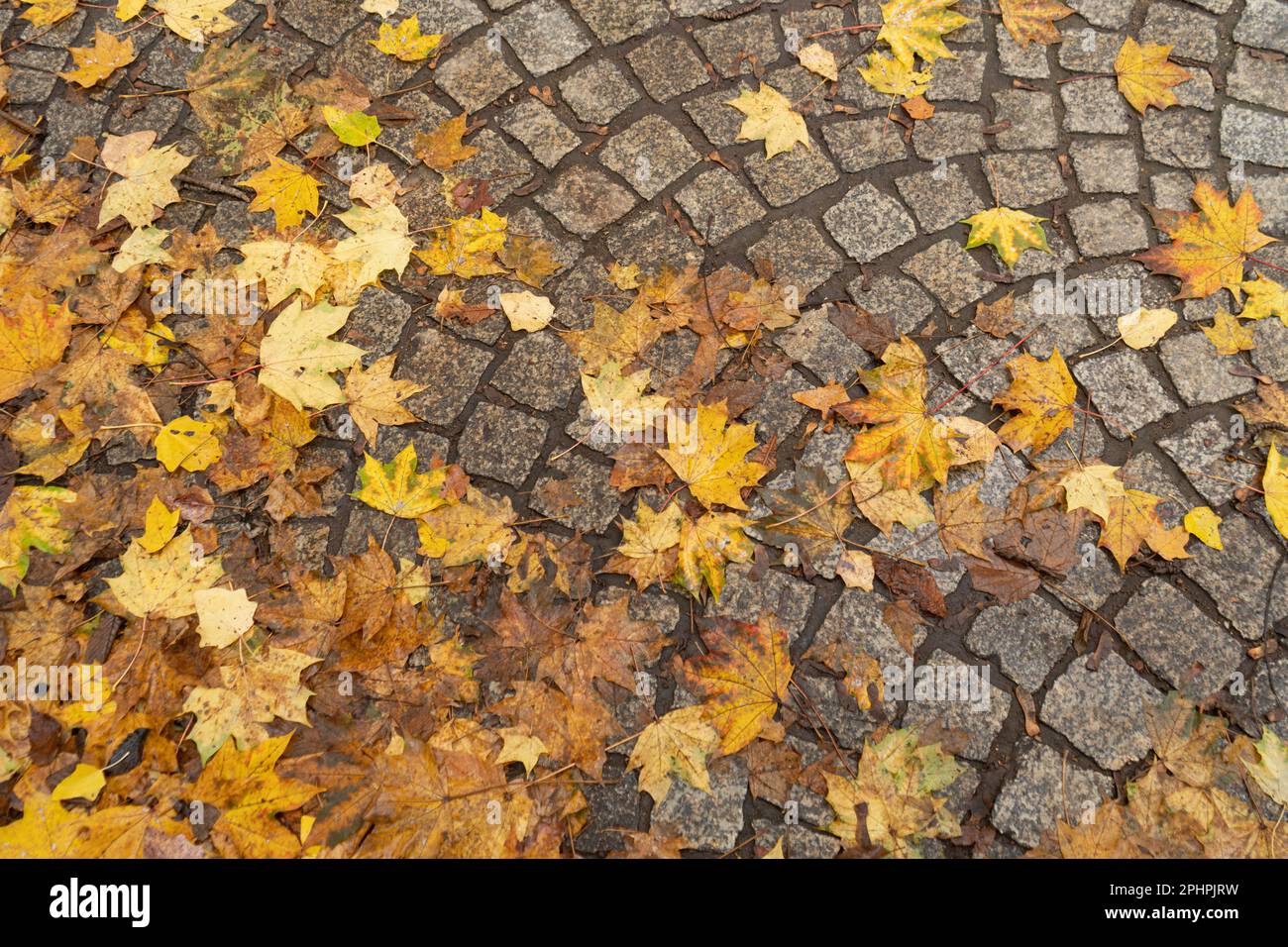 Autumn Sidewalk Texture Background, Yellow Fallen Leaves on Old Pathway ...