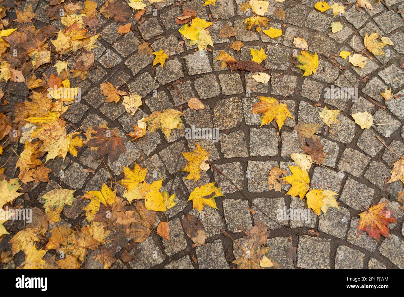 Autumn Sidewalk Texture Background, Yellow Fallen Leaves on Old Pathway ...