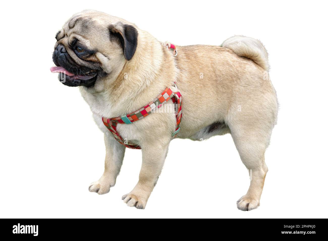 isolated on white standing full length mops pug dog with tongue out ...