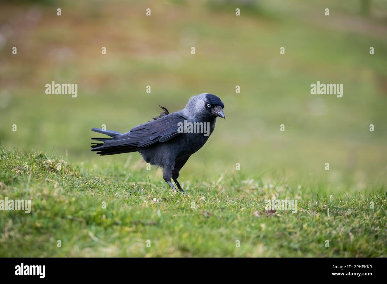 Steals other birds eggs hi-res stock photography and images - Alamy
