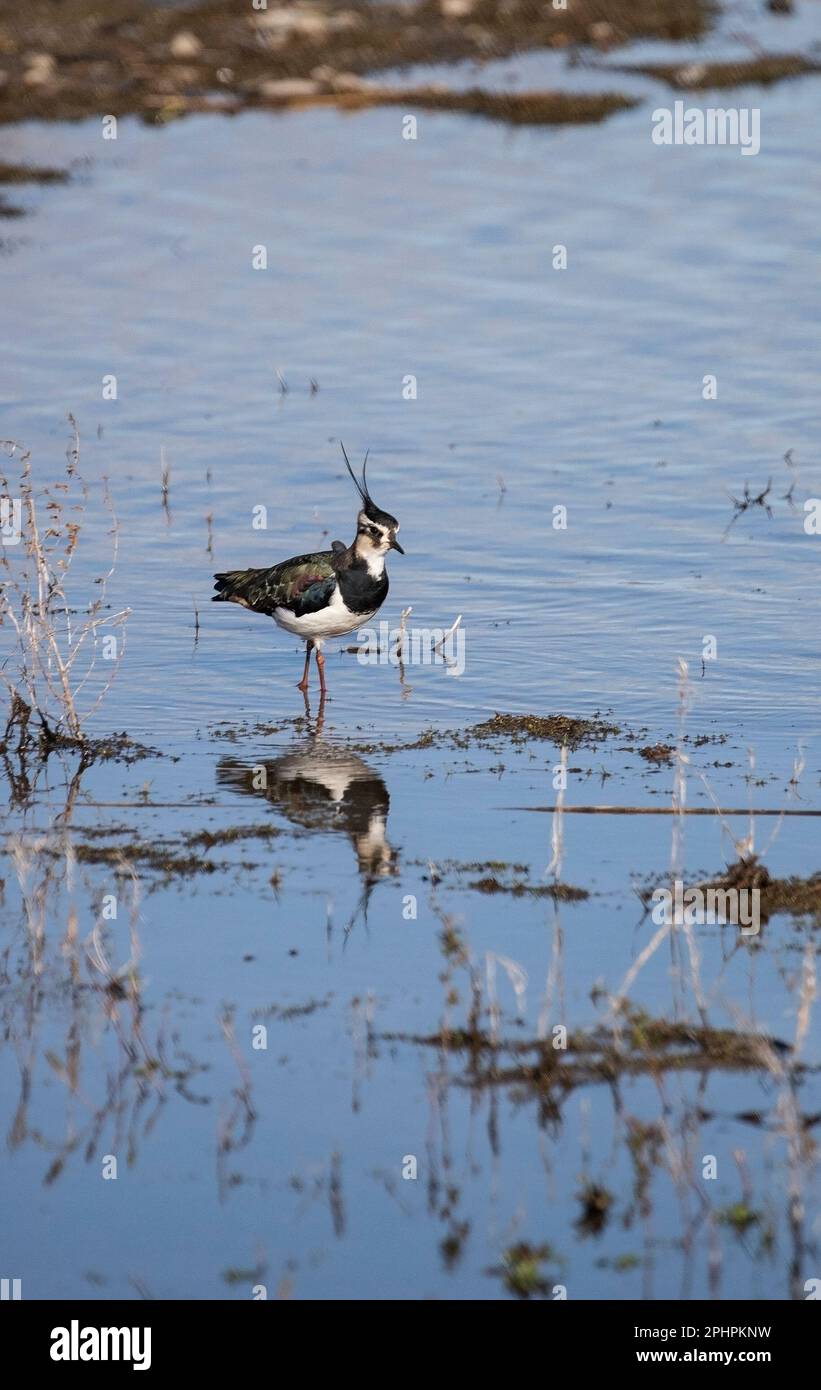 One of the largest british waders hi-res stock photography and images ...