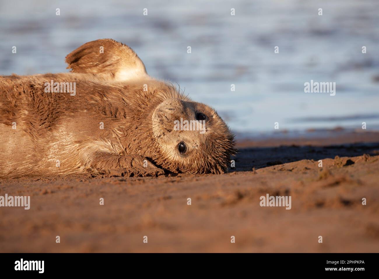 Adult fur seal on beach hi-res stock photography and images - Alamy