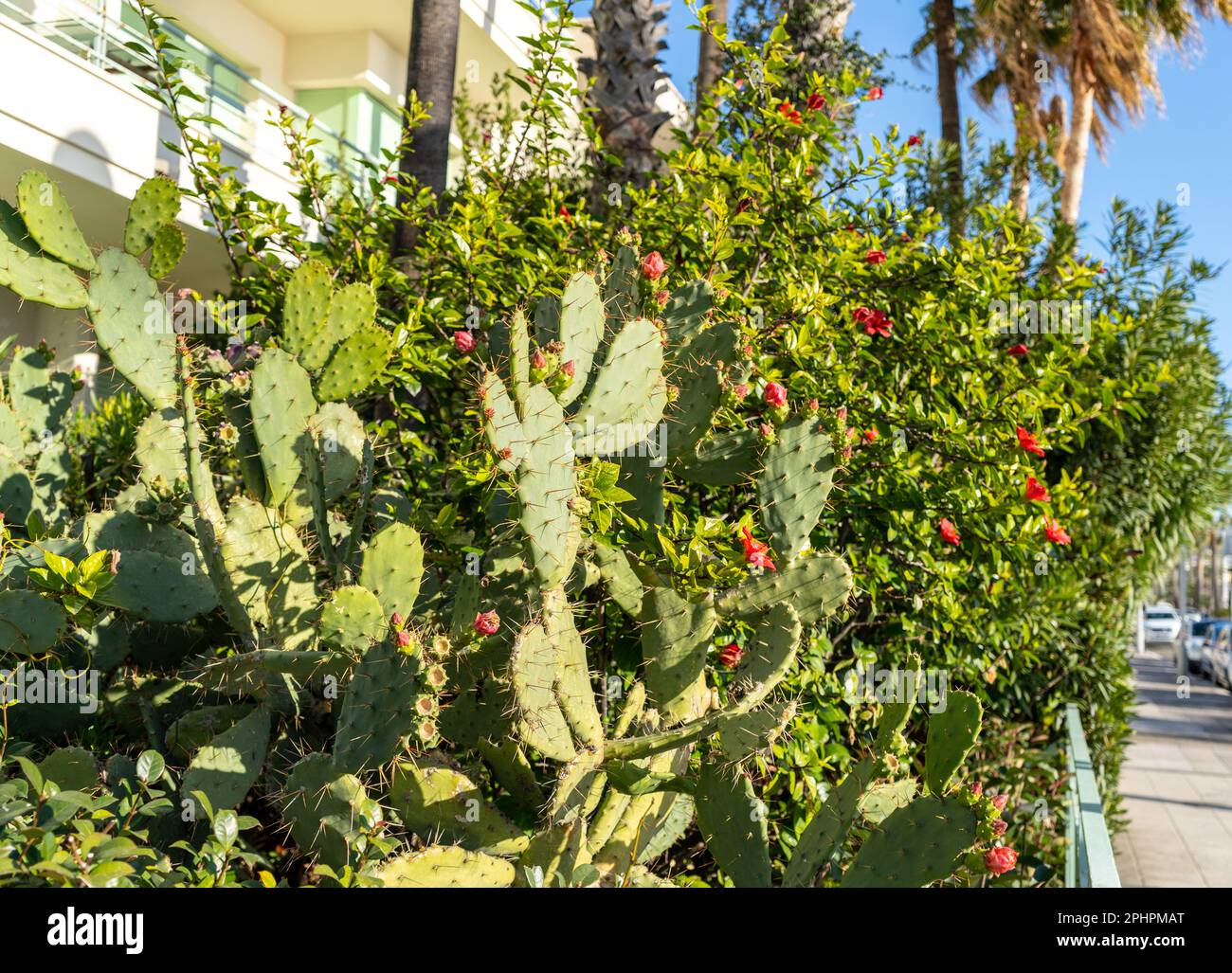Prickly Pear Cactus with Flower Buds, Opuntia, Ficus-Indica, Indian Fig ...