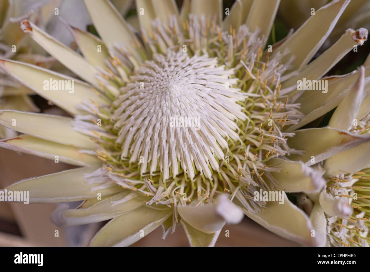 Exotic White Protea Flower Closeup, Blurred White Flowers Bouquet ...