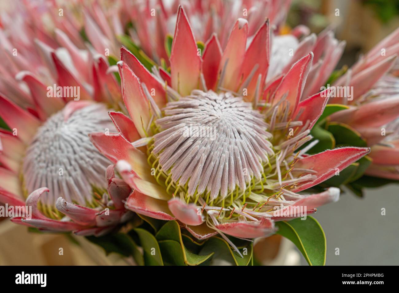 Red protea hi-res stock photography and images - Alamy