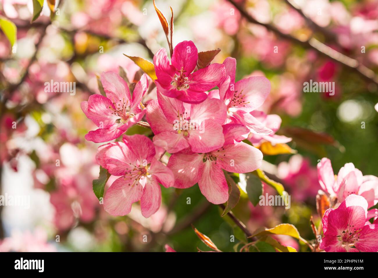 Apple Malus Rudolph tree, with dark pink blossoms in the blurred bokeh background. Spring ...