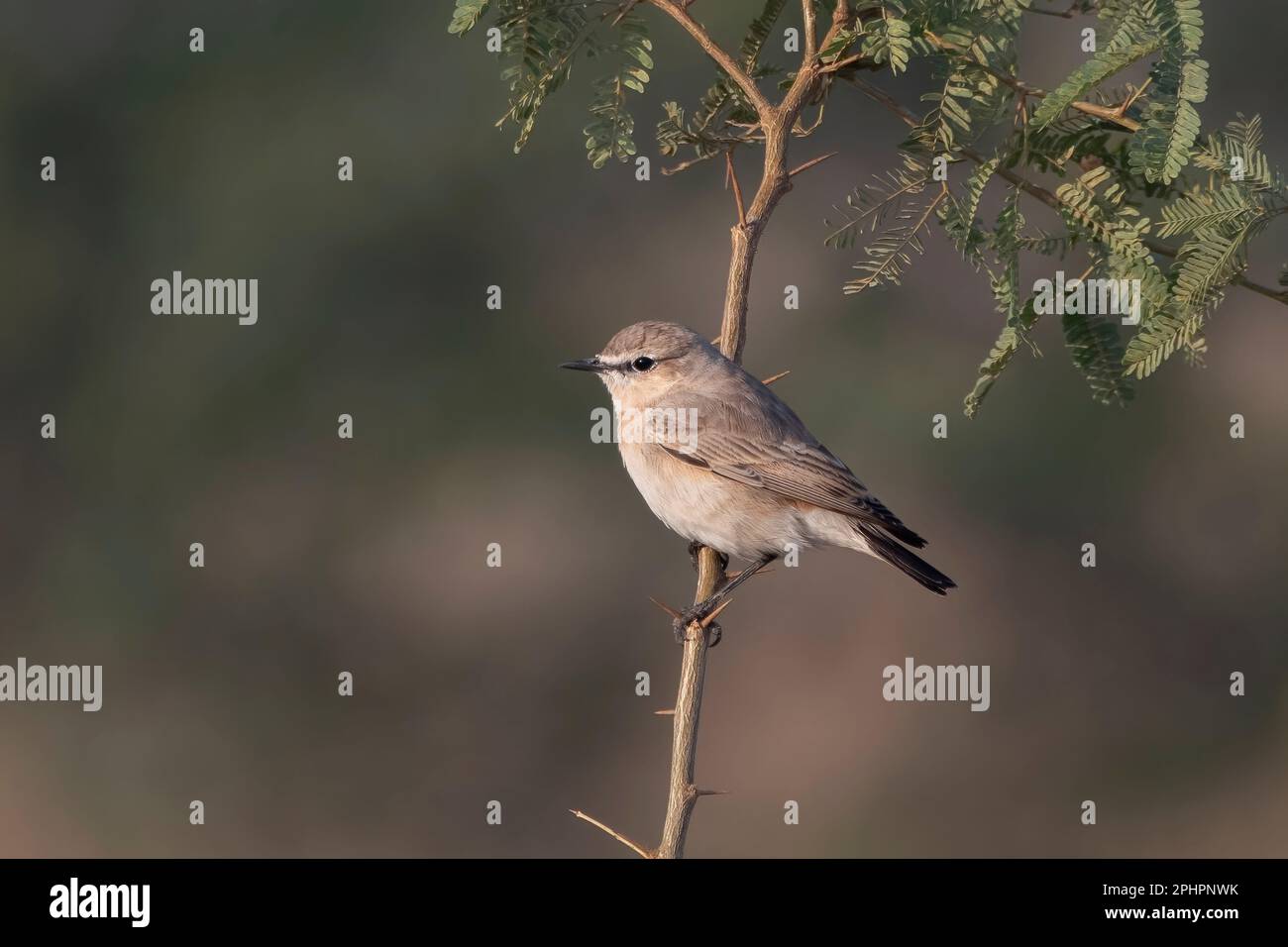 Isabelline wheatear or Oenanthe isabellina observed in Rann of Kutch in ...