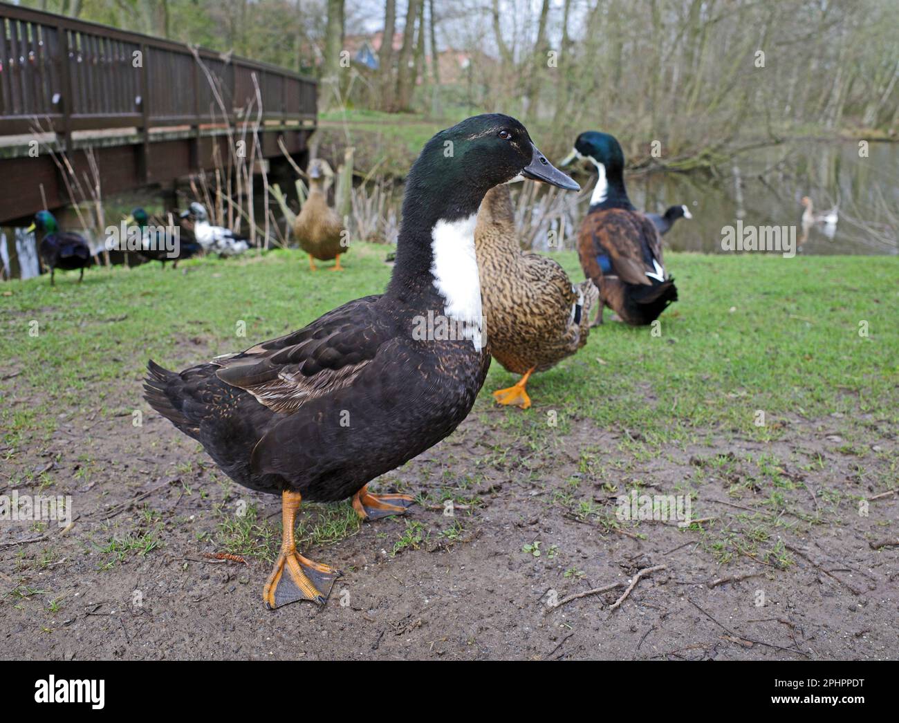 Tense duck waits for food. Behind him comes the competition Stock Photo ...