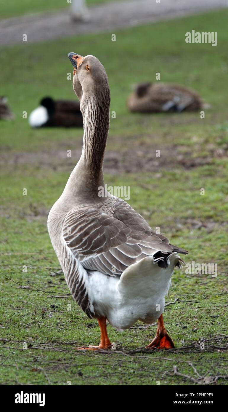 Toulouse goose in grass hi-res stock photography and images - Alamy