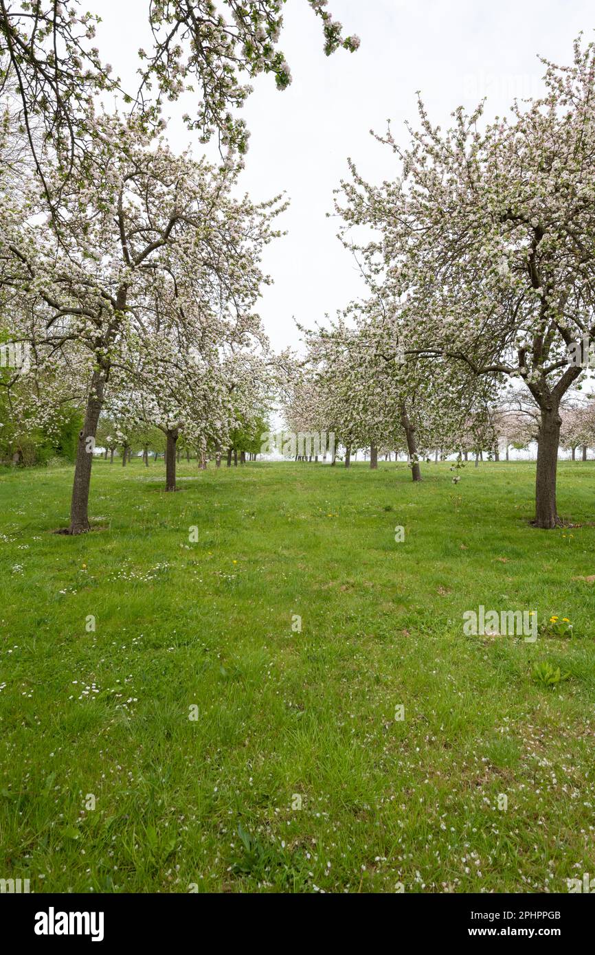 Apple blossom in bloom in an old fashioned cider orchard Stock Photo ...