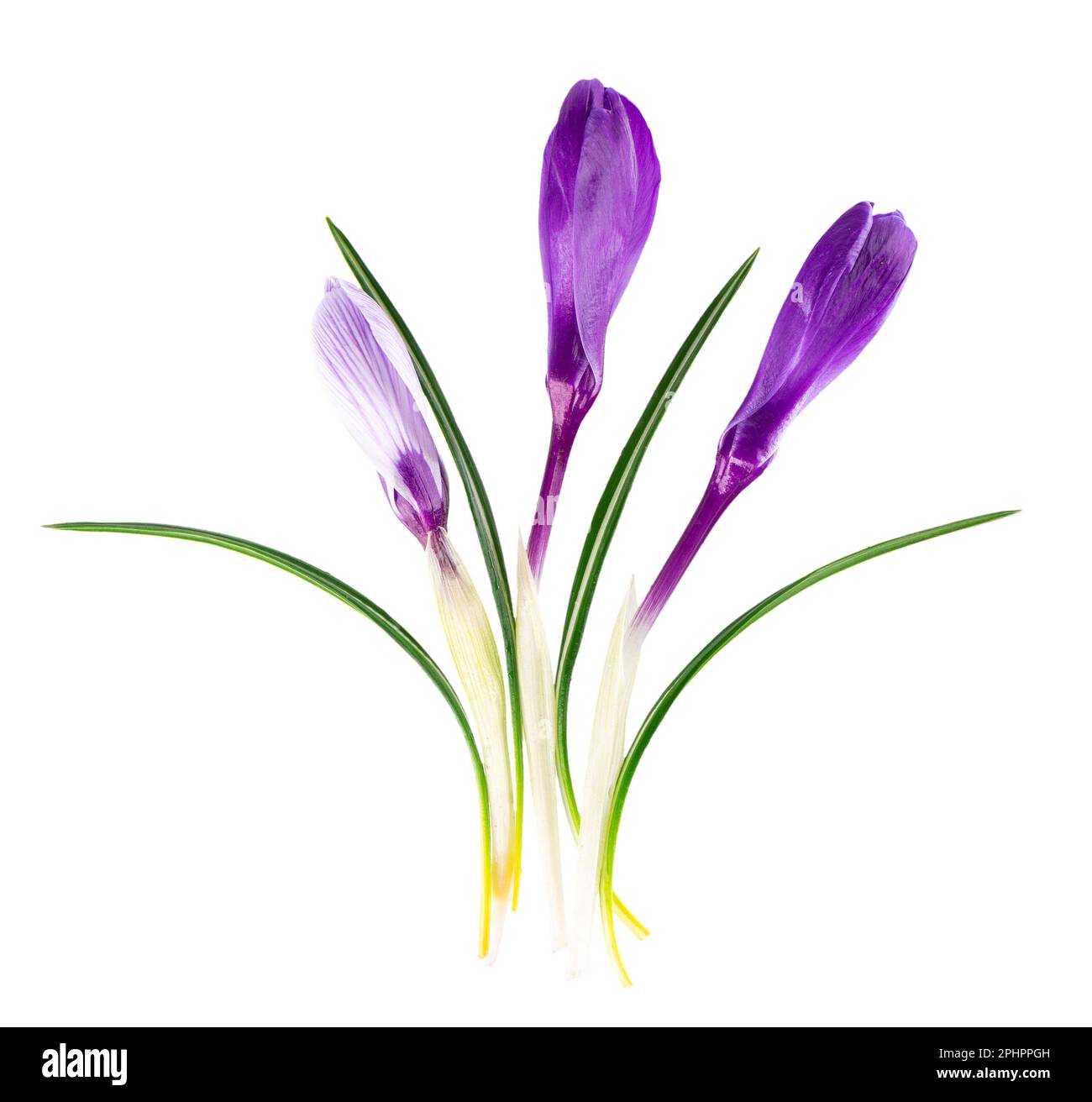 Crocus flower isolated on white background. Close up of saffron flower ...