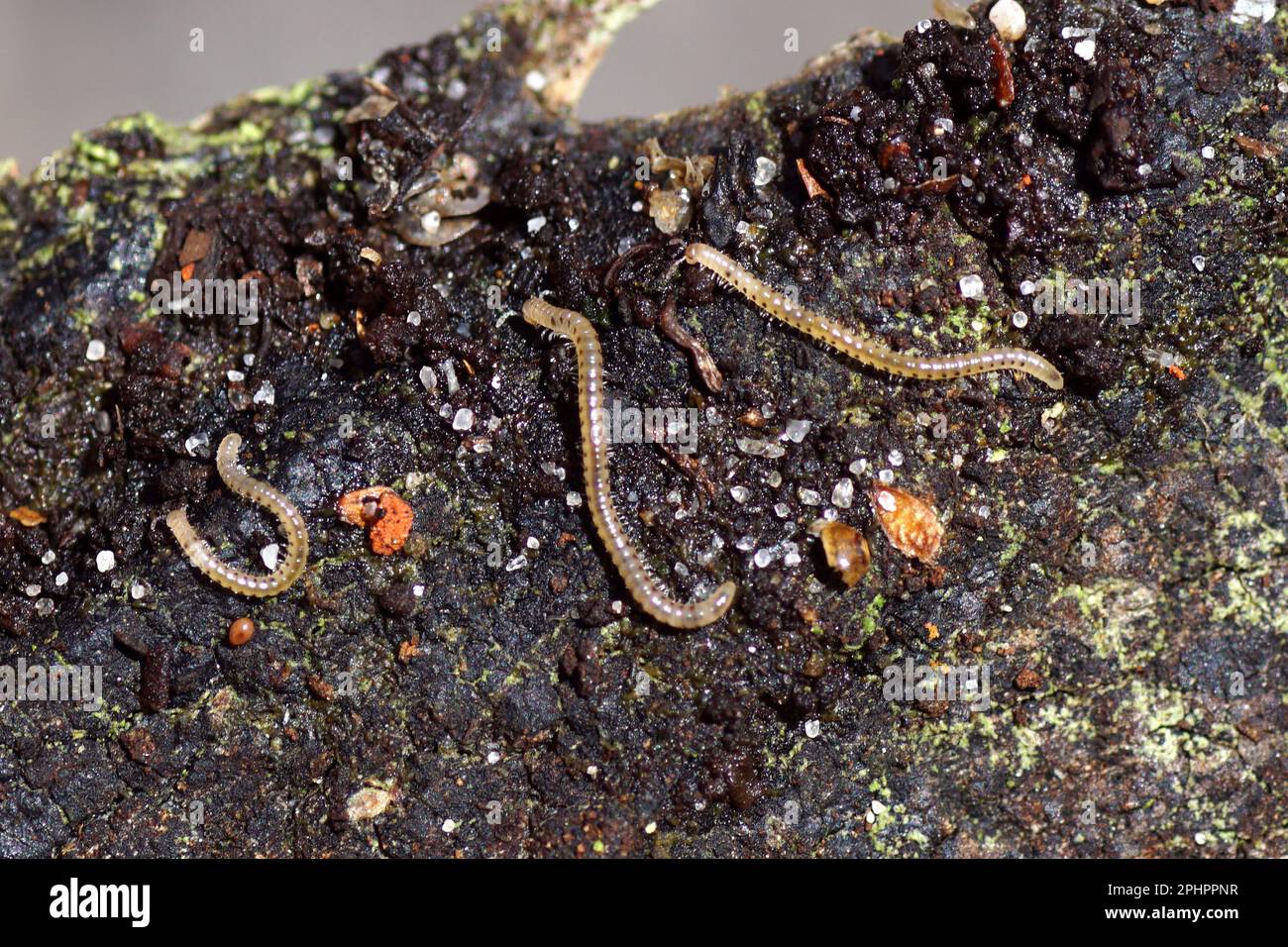 Closeup spotted snake millipedes Blaniulus guttulatus, family ...