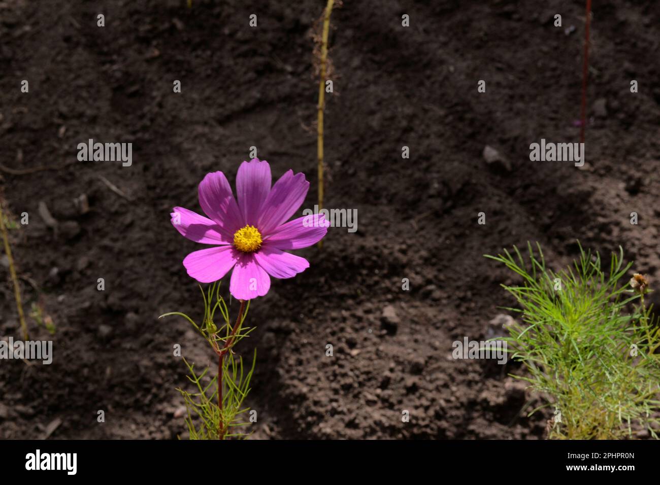A purple Cosmea flower on top of soil near grass and plants Stock Photo ...