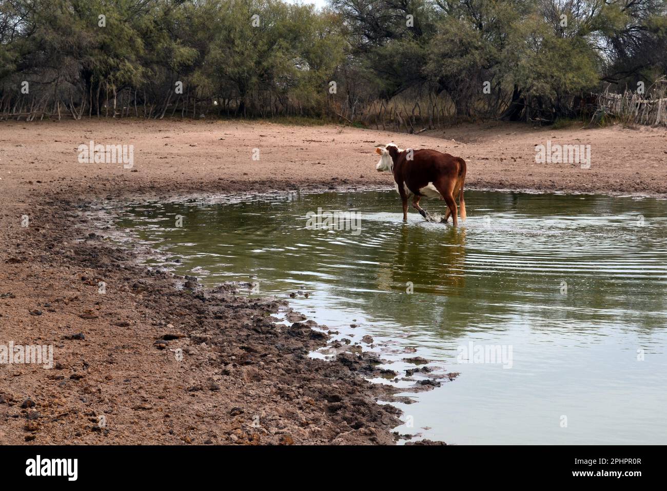 A Holstein cow leisurely walking through a shallow marshland Stock ...