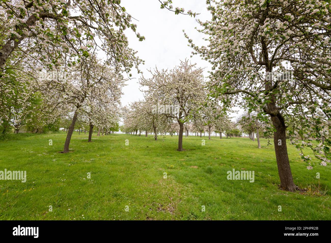 Apple blossom in bloom in an old fashioned cider orchard Stock Photo ...