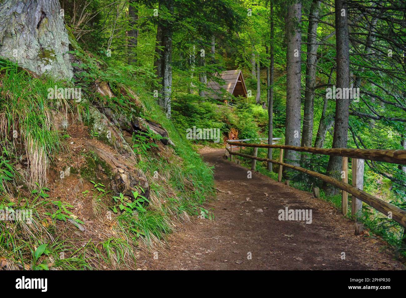 green summer scene in forest park. outdoor trail with fence in woods ...