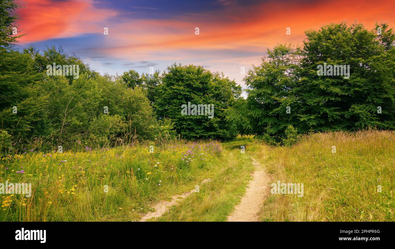 path through meadow in to the forest. beech trees beneath a sky with ...