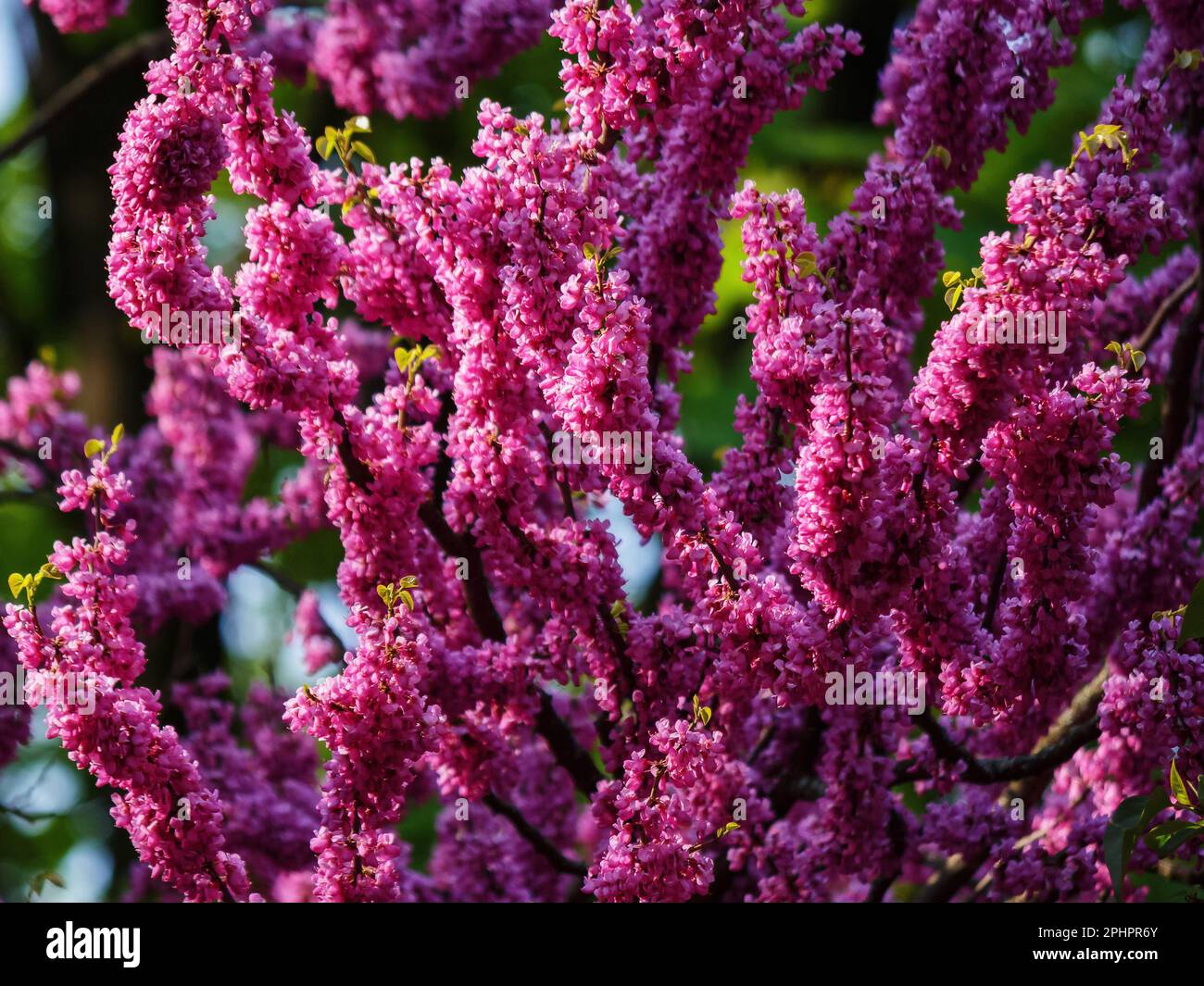 branches of judas tree in the garden. warm april day Stock Photo - Alamy