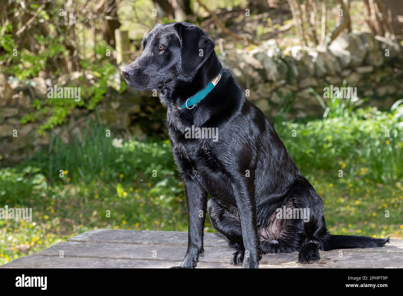 Portrait of a young black Labrador sitting on a picnic table Stock ...