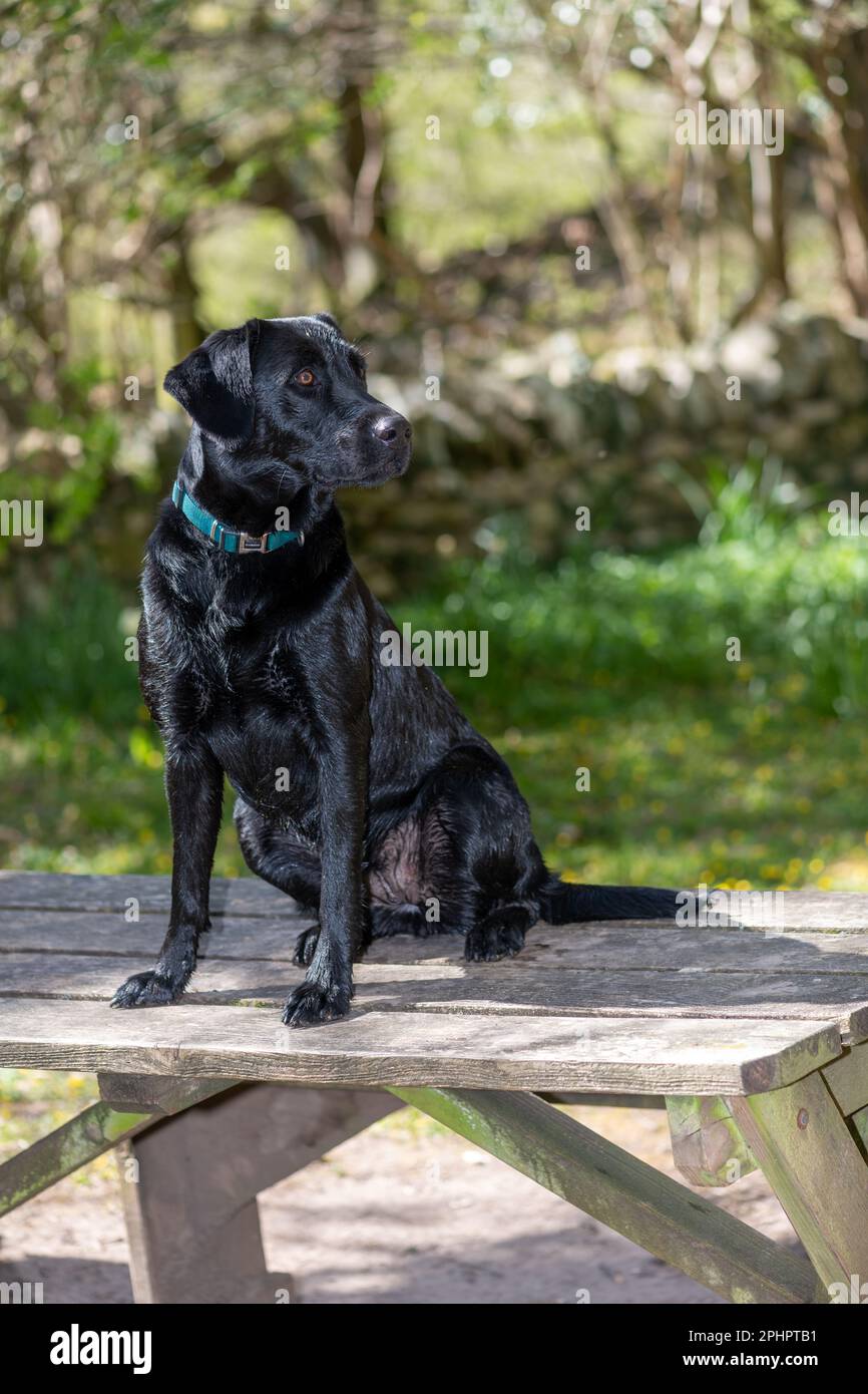 Portrait of a young black Labrador sitting on a picnic table Stock ...
