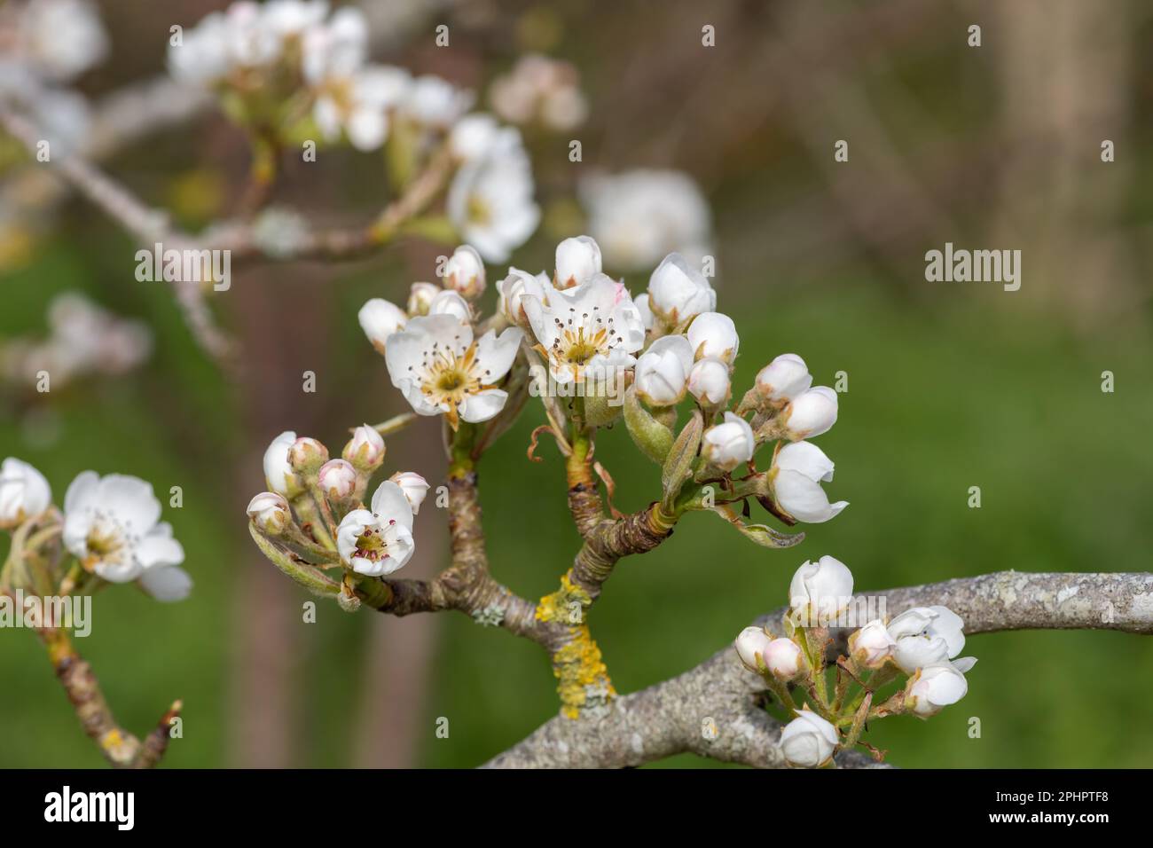 Conference pear tree in flower hi-res stock photography and images - Alamy