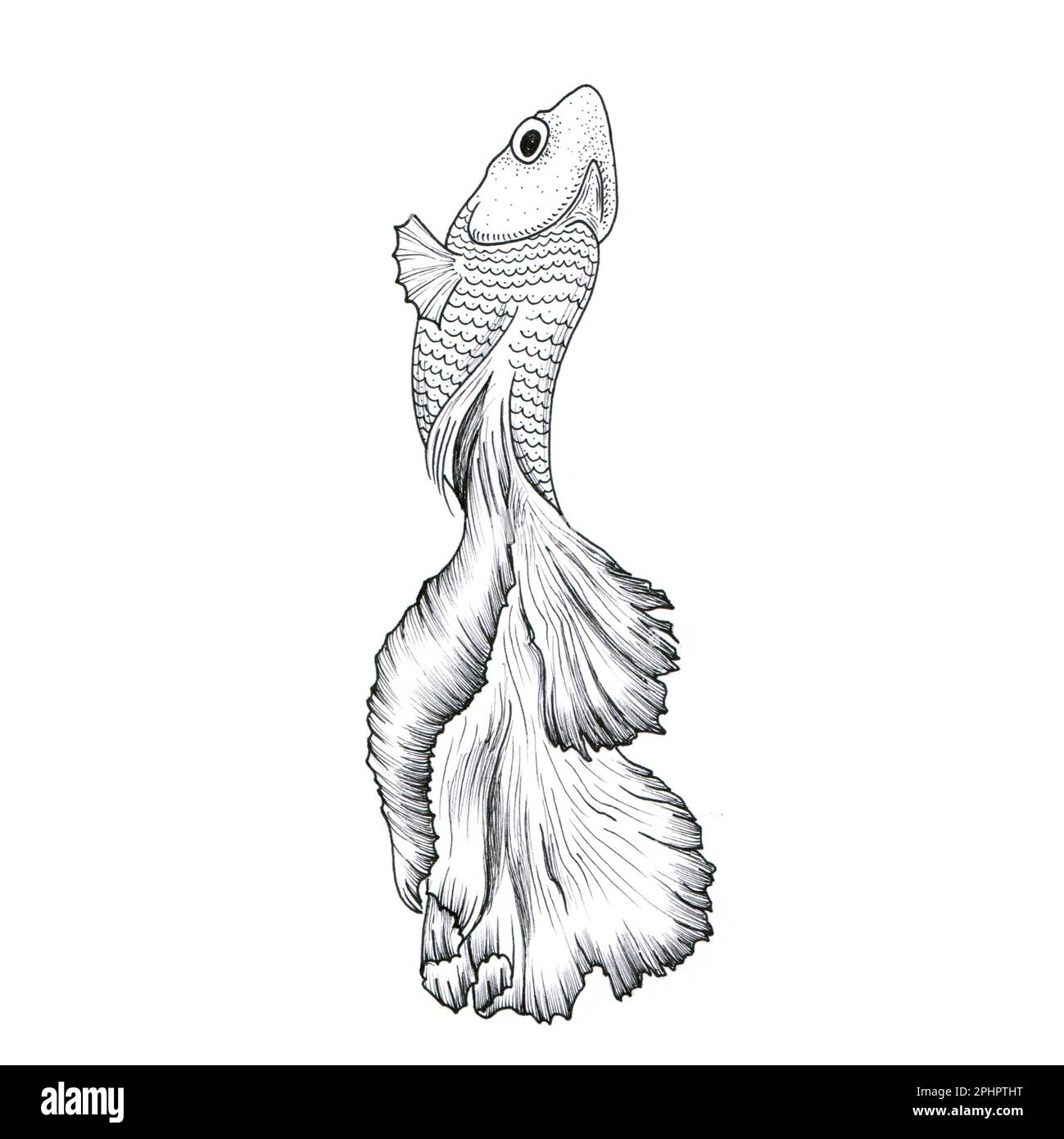 Betta Fish Drawing Black And White