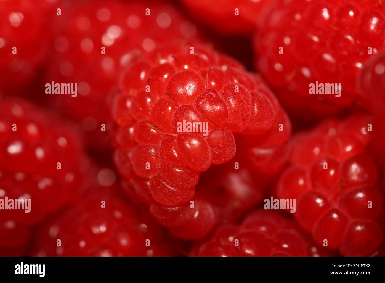 Fresh red cultivated ripe raspberries and currant berries, healthy food ...