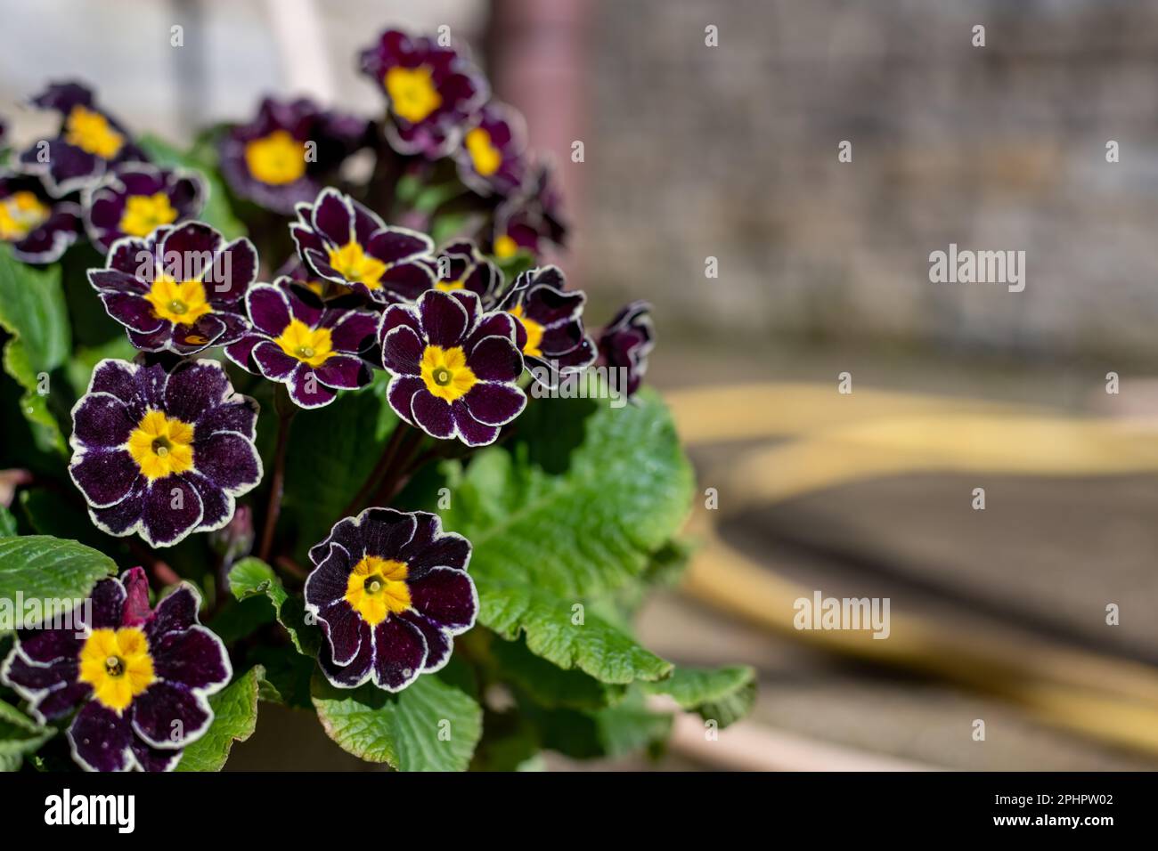 Close up of black silver laced primrose (primula victoriana) flowers in ...