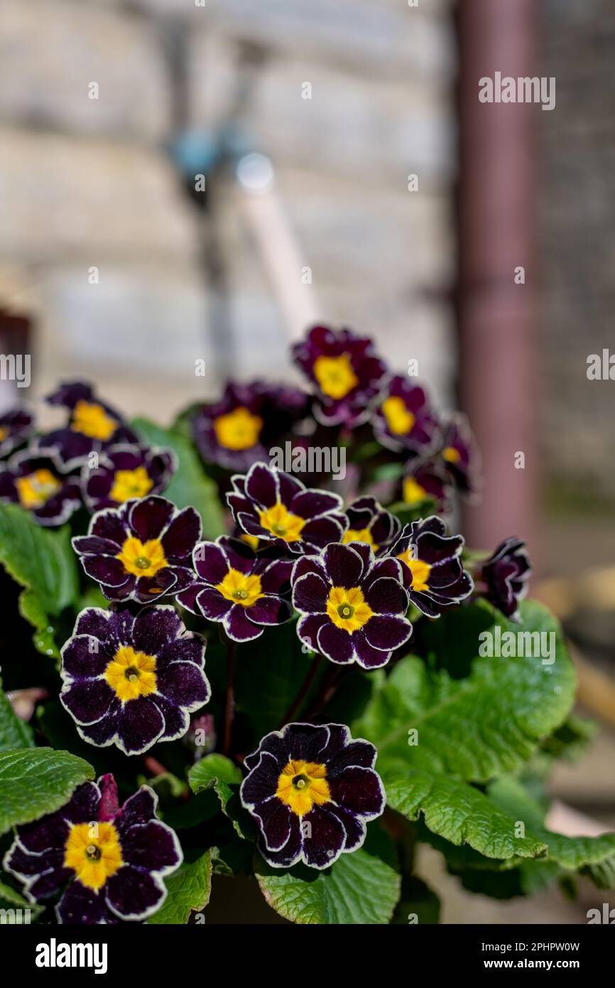 Close up of black silver laced primrose (primula victoriana) flowers in ...