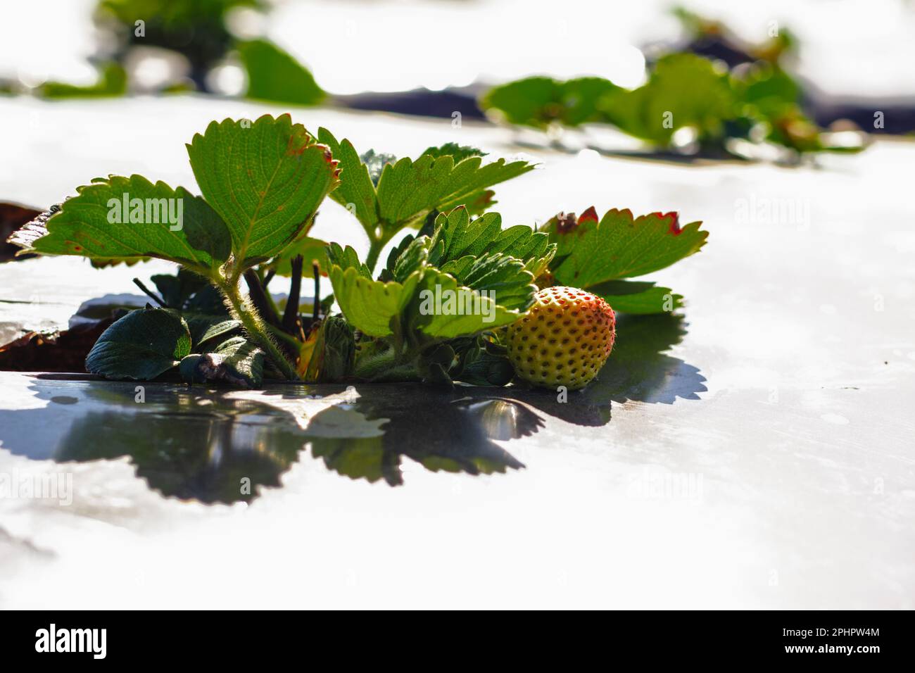 Agricultural field strawberry plants. Rows of plastic covered hills ...