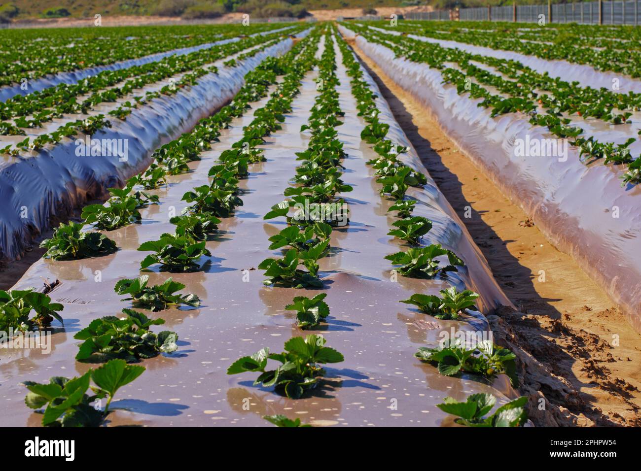 Agricultural field strawberry plants. Rows of plastic covered hills ...