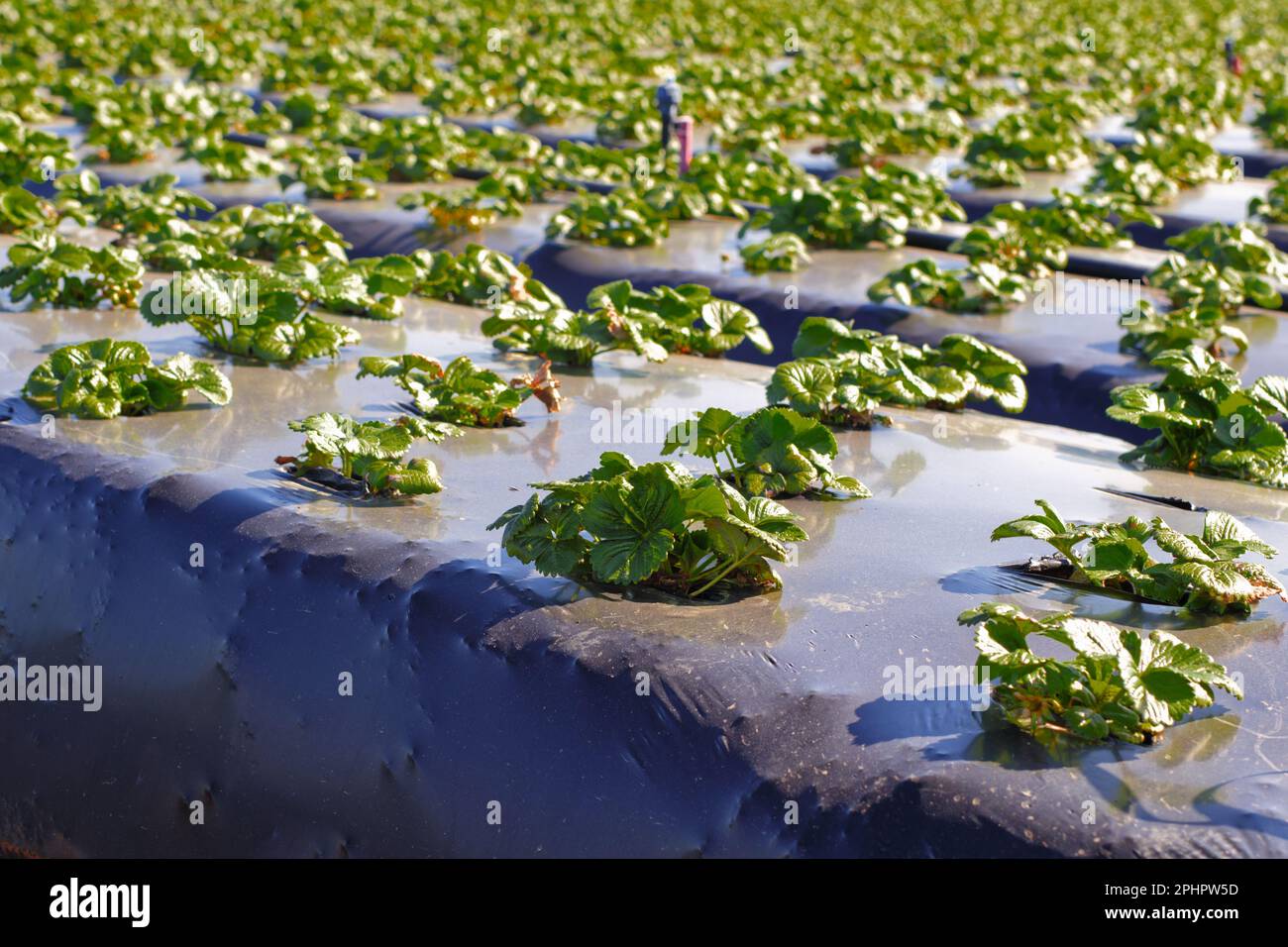 Agricultural field strawberry plants. Rows of plastic covered hills ...