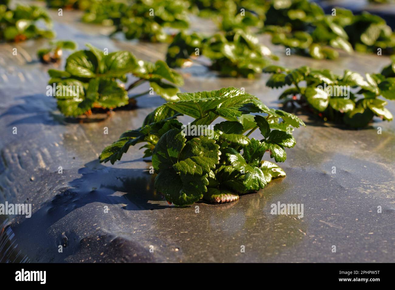 Agricultural field strawberry plants. Rows of plastic covered hills ...