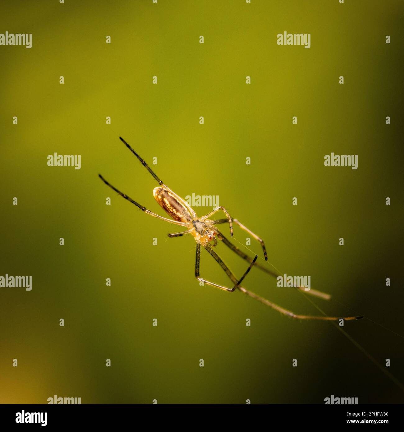 A close-up shot of Tetragnatha montana, known as the silver stretch ...