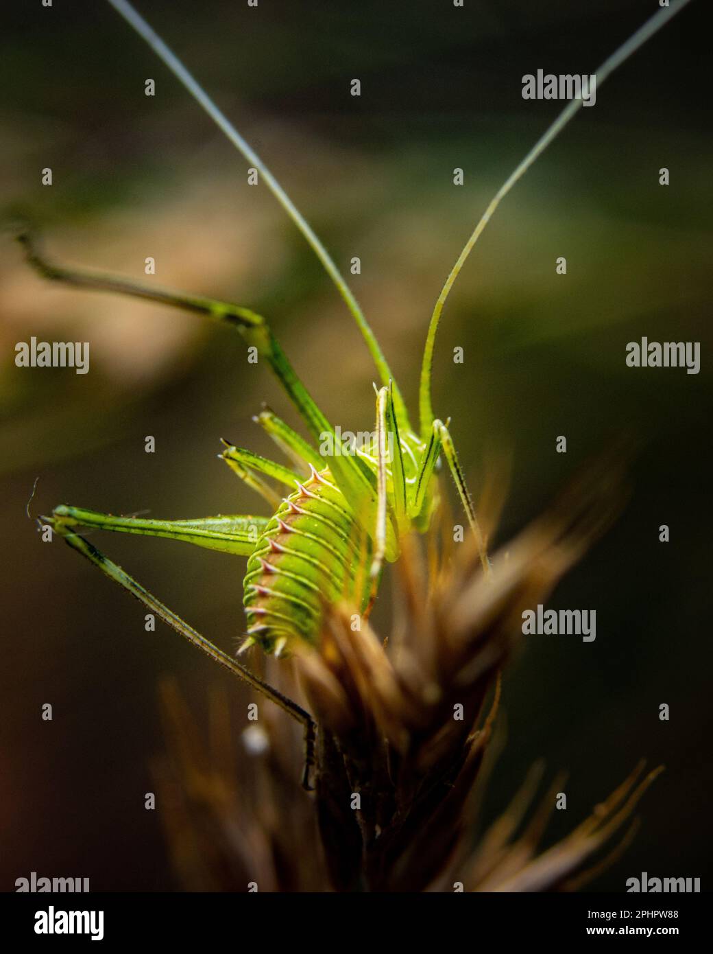 Antennae legs hi-res stock photography and images - Alamy