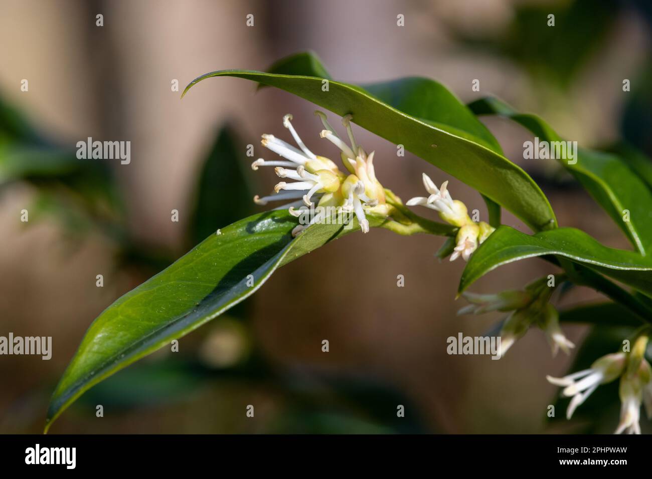Sarcococca confusa buxaceae hi-res stock photography and images - Alamy