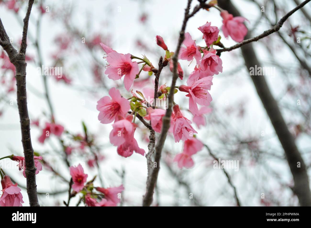 An aesthetically captivating scene of a cherry blossom tree in full ...