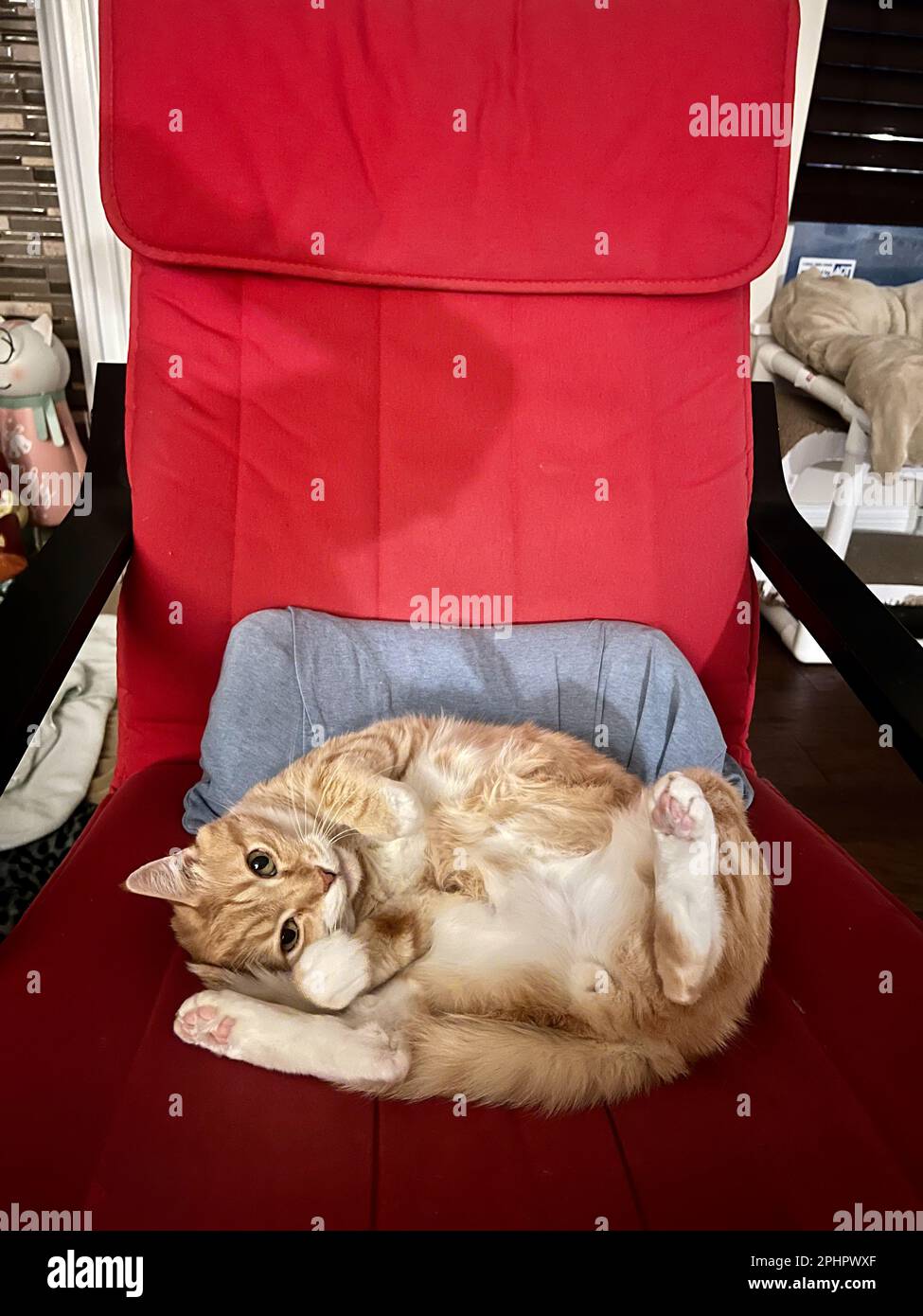 Mika cat hi-res stock photography and images - Alamy