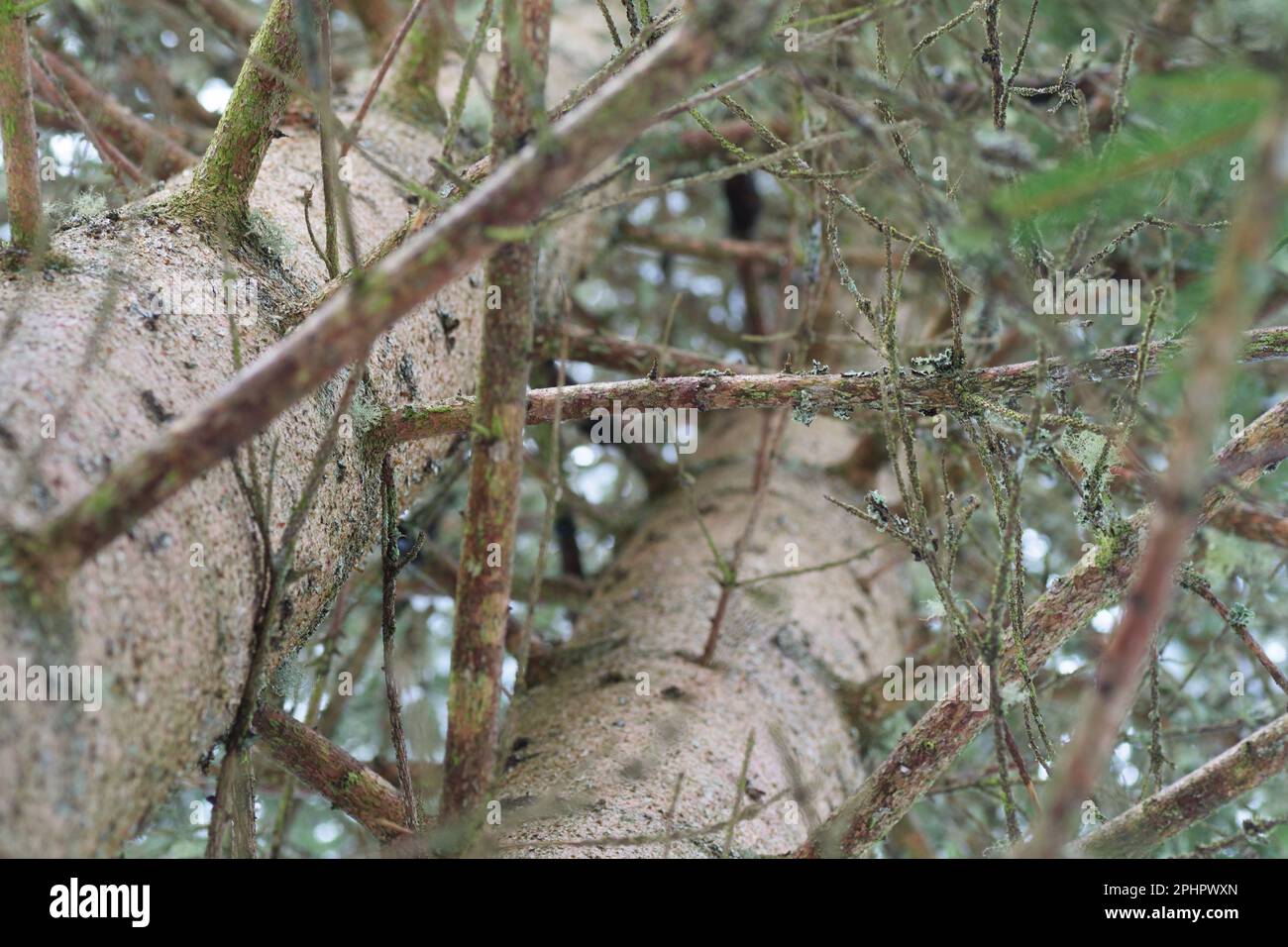 Looking up a spruce tree trunk through branches with green lichen ...