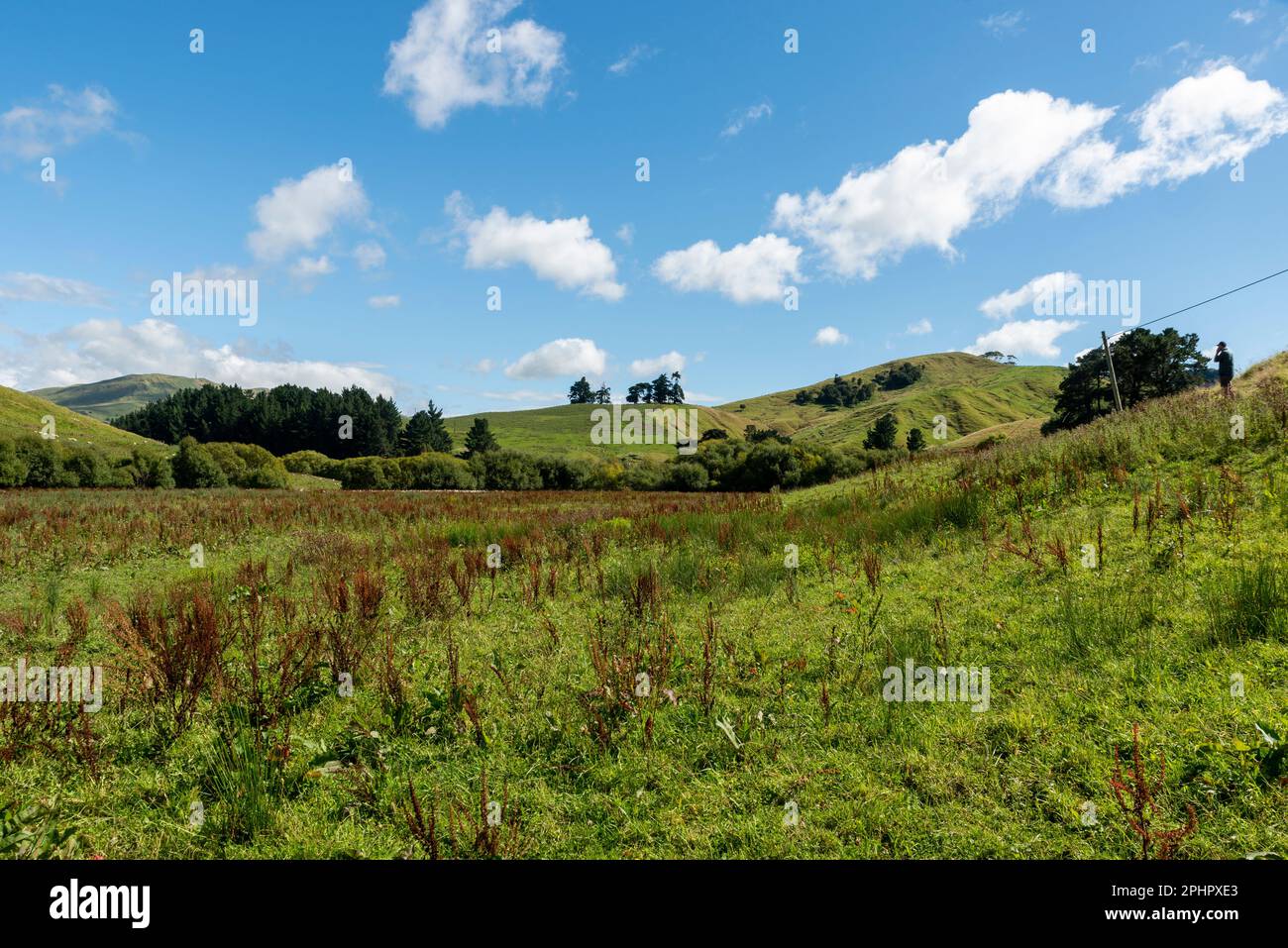 New zealand sheep shepherd hi-res stock photography and images - Alamy