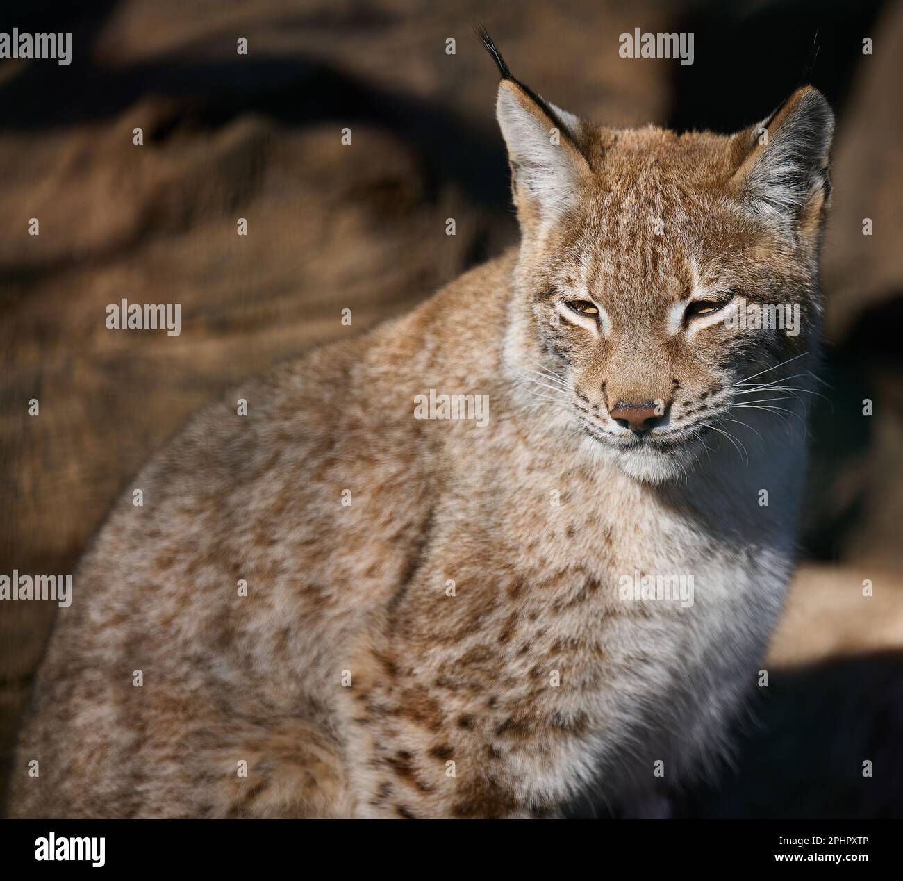 Portrait of a lynx in the sun Stock Photo - Alamy