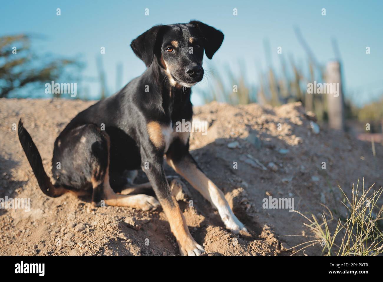 A black polish hound sitting in the sand at a beach Stock Photo - Alamy
