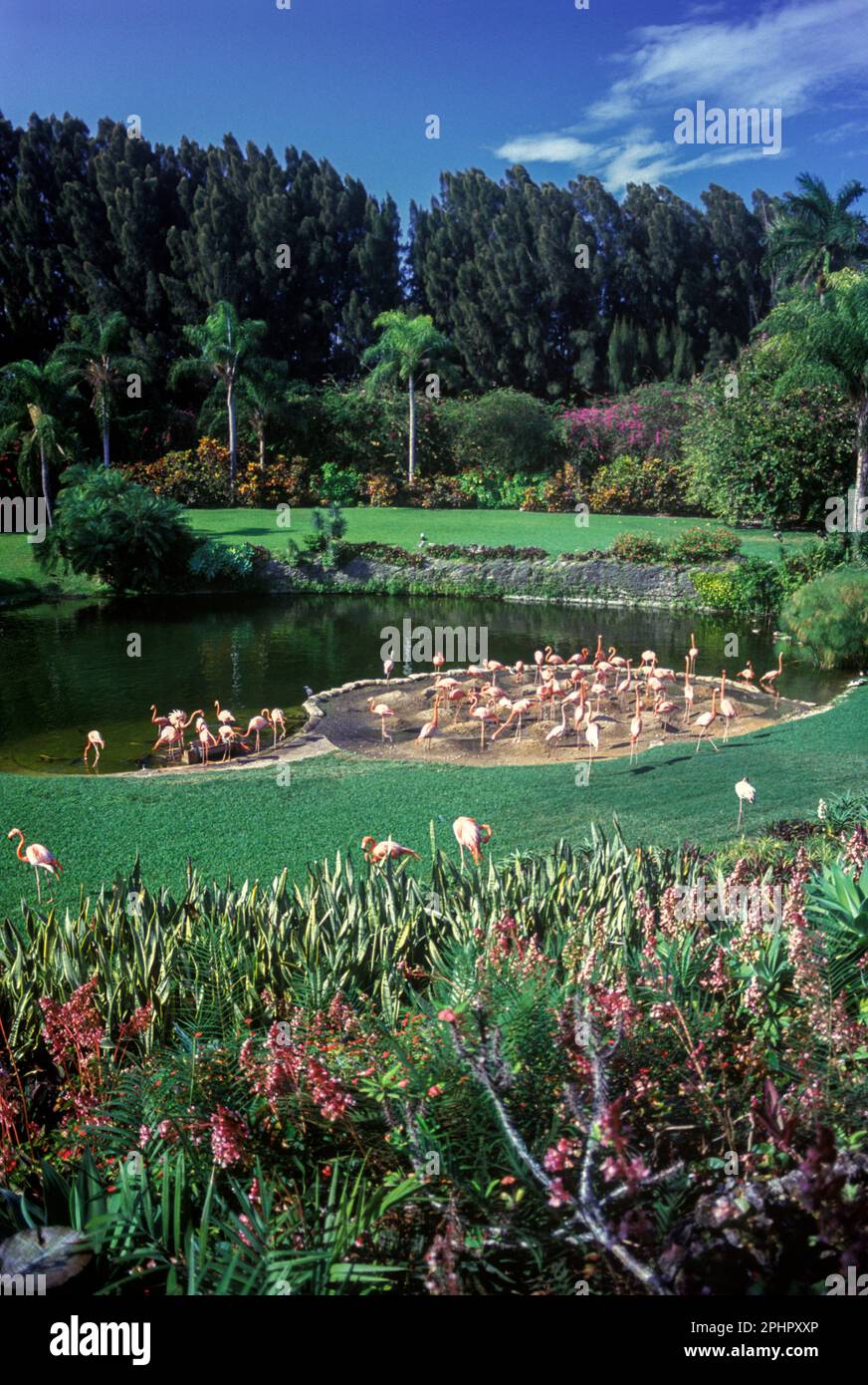 Regiment of flamingos hi-res stock photography and images - Alamy