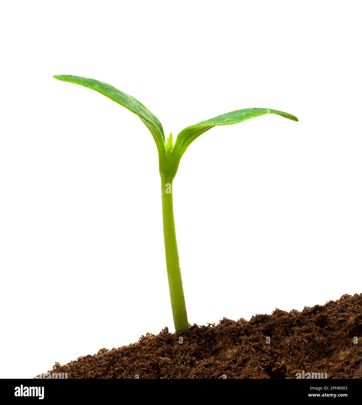 Vertical shot of a young squash sprout isolated on white with copy ...