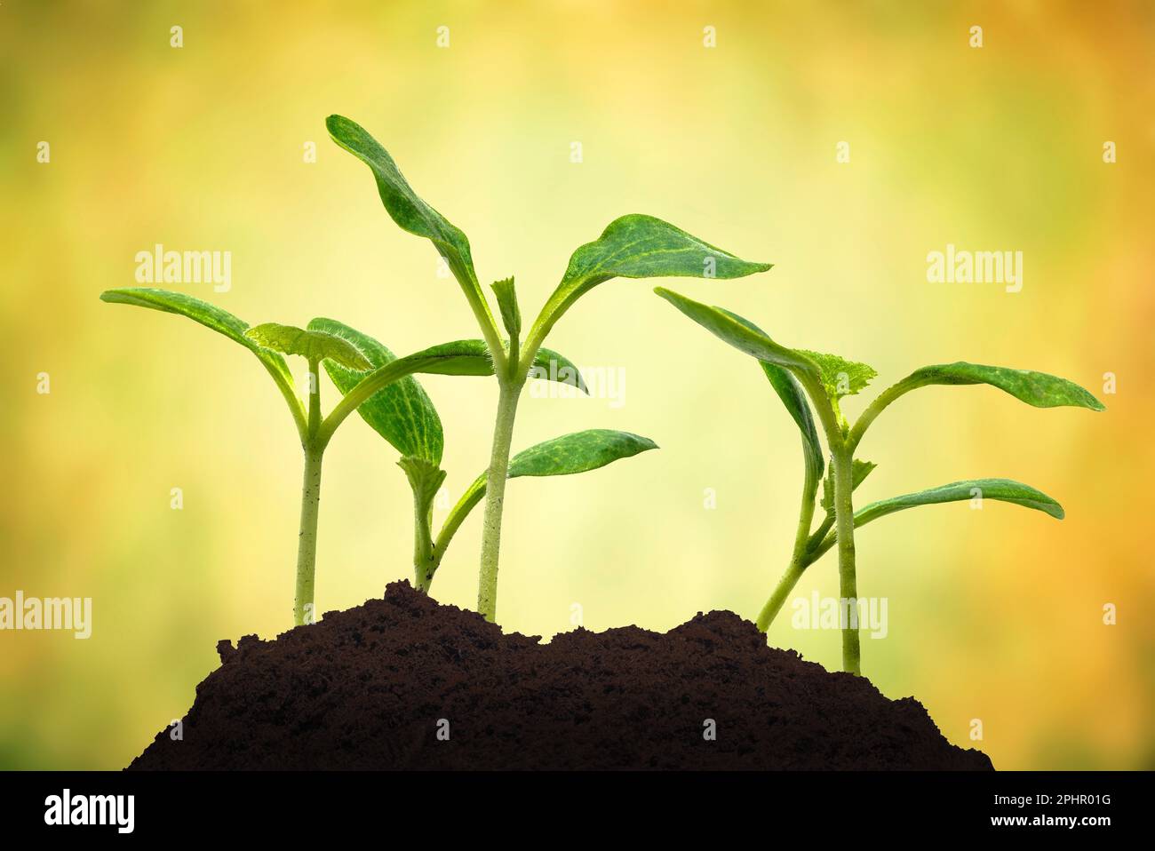 Horizontal shot of a cluster of young squash sprouts in soil with a ...