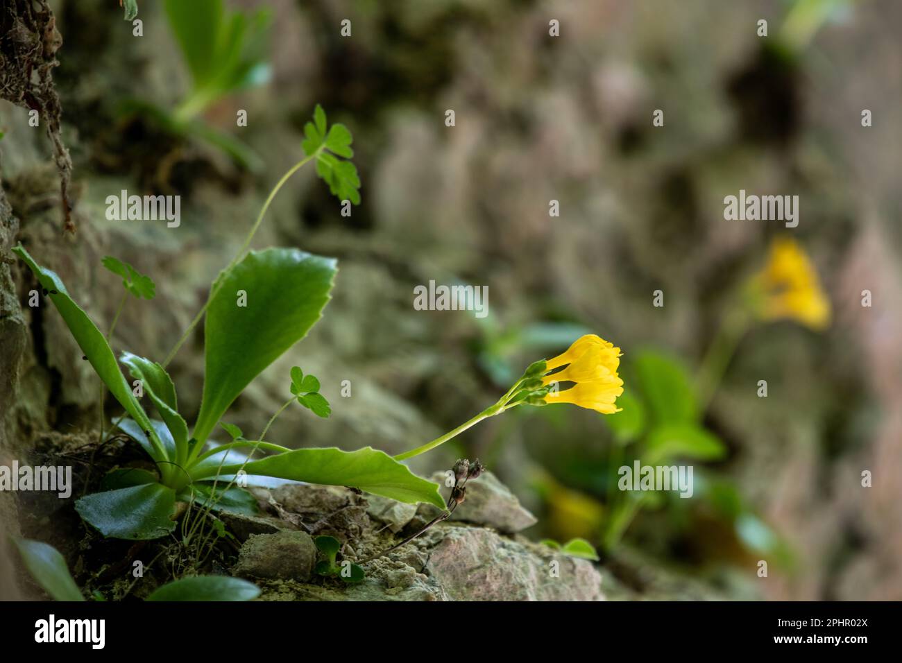 Primula orecchia d'orso, primula auricola, Cascata delle Ninfe, Parco ...