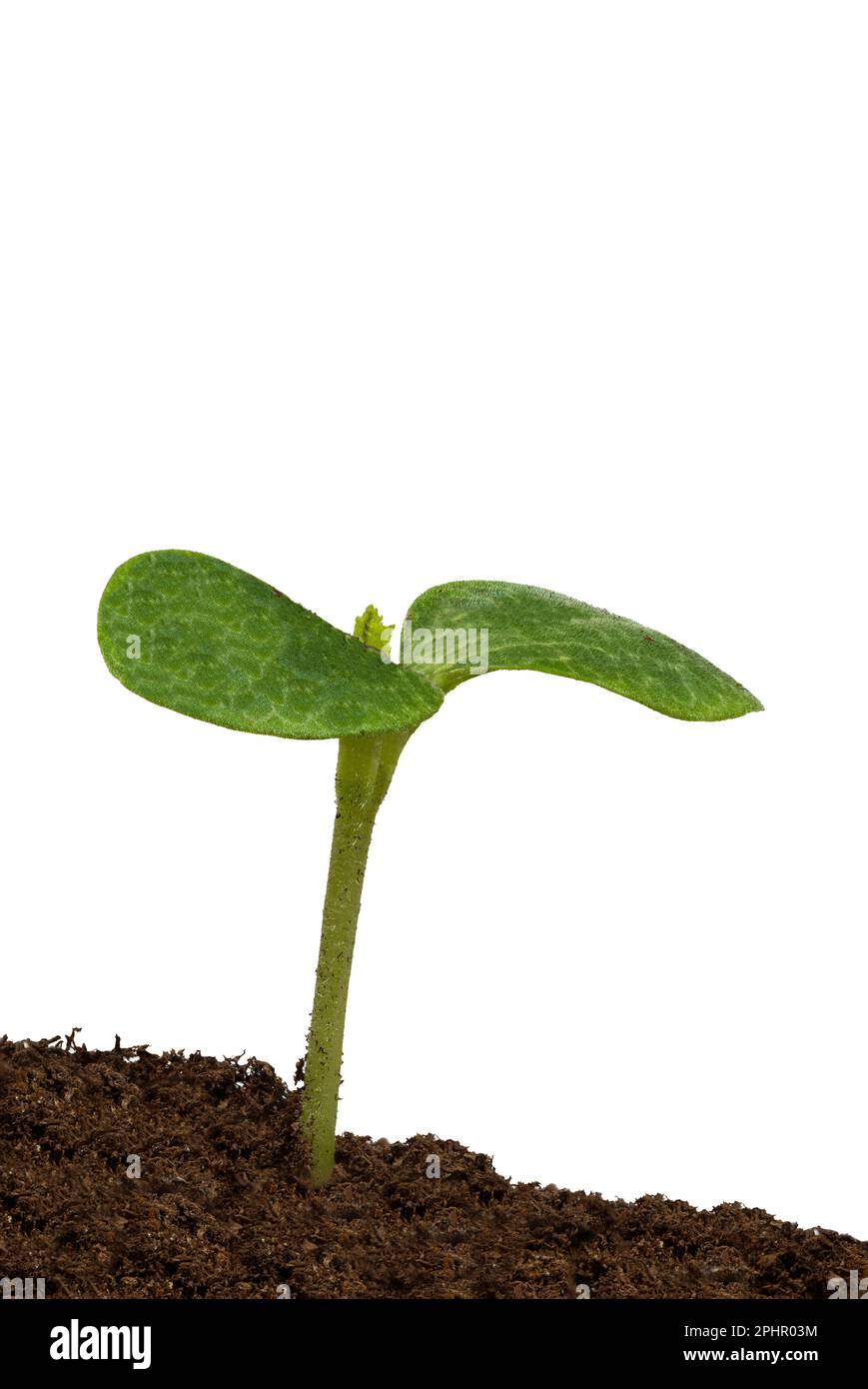 Vertical shot of a single squash sprout in dirt isolated on white with ...