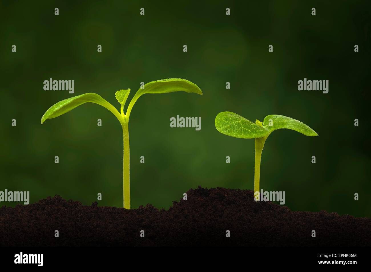 Horizontal shot of two squash sprouts in dirt with green background and ...