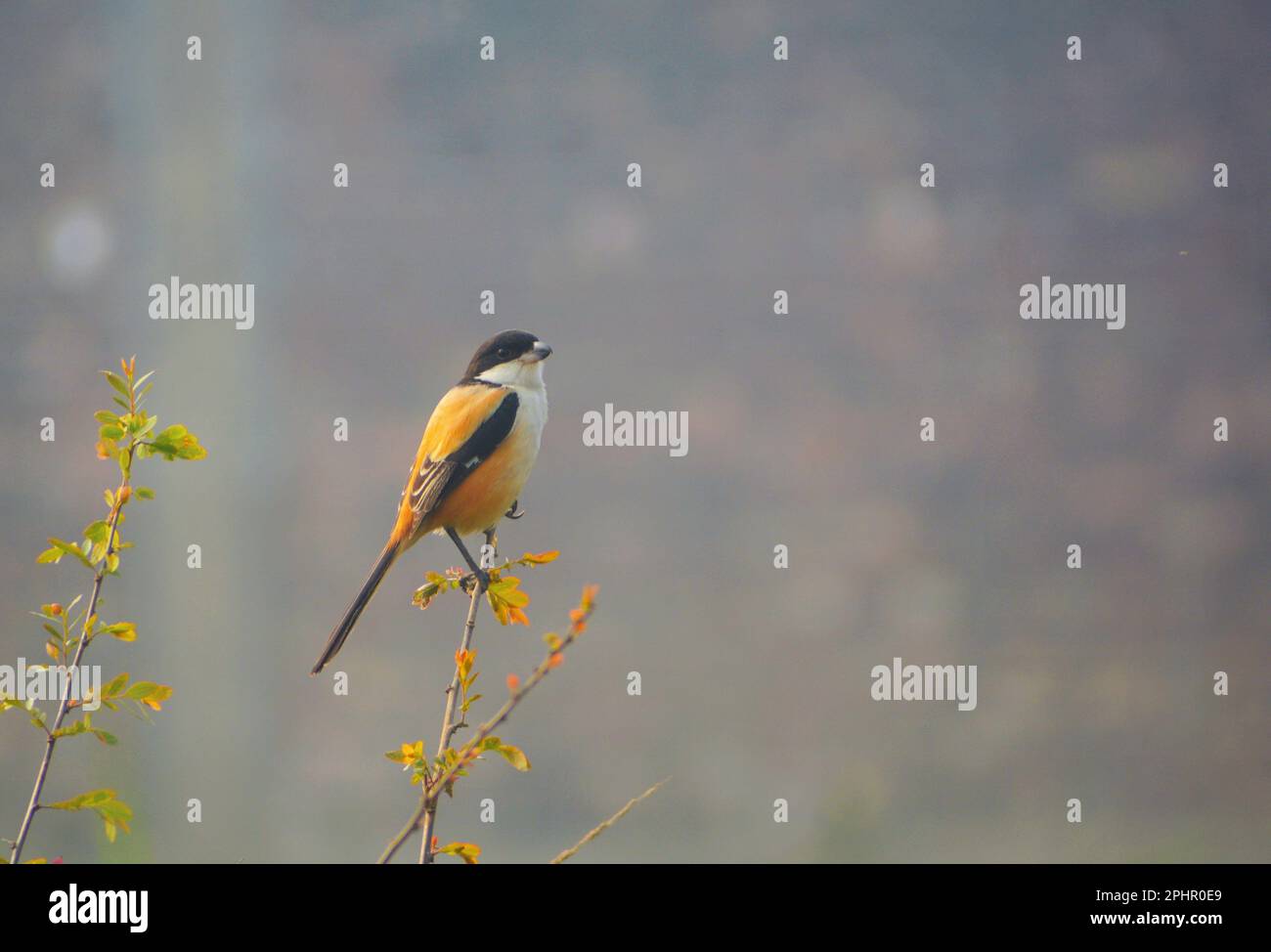 Long tailed shrike photo Stock Photo - Alamy