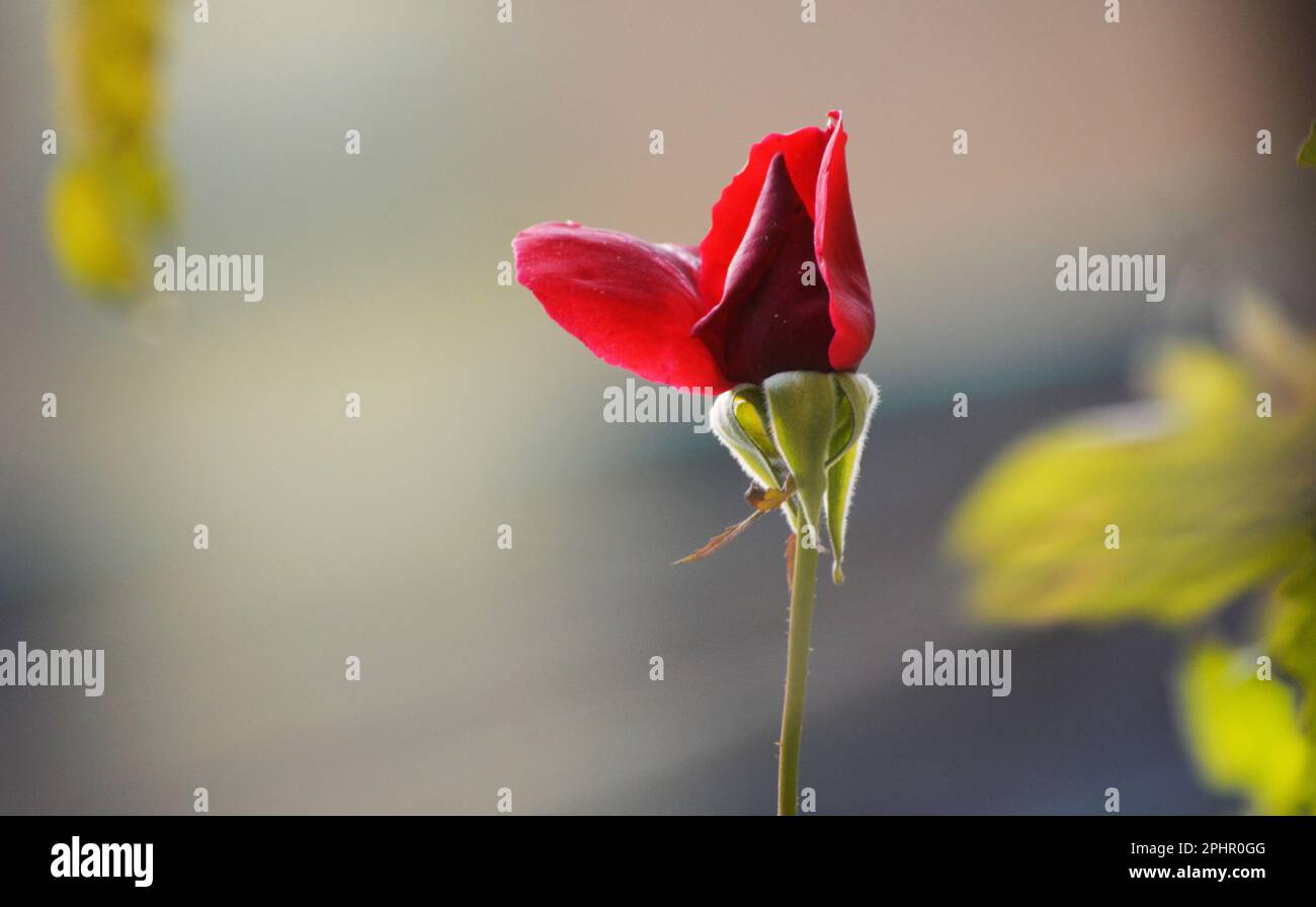 Rose photography hi-res stock photography and images - Alamy
